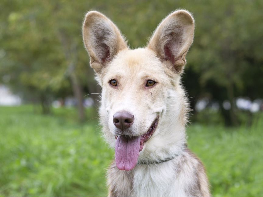 Собака из приюта