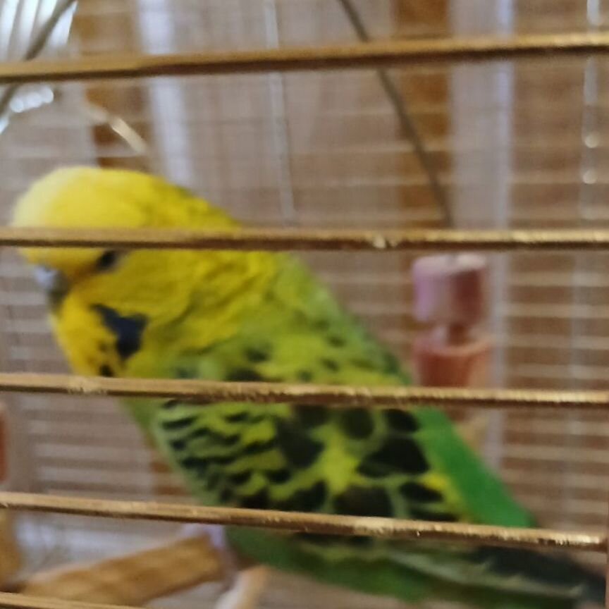 Попугай ввп чех говорящий с клеткой