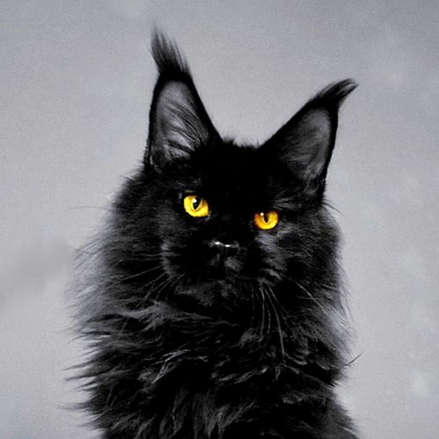 Девочка мейн кун