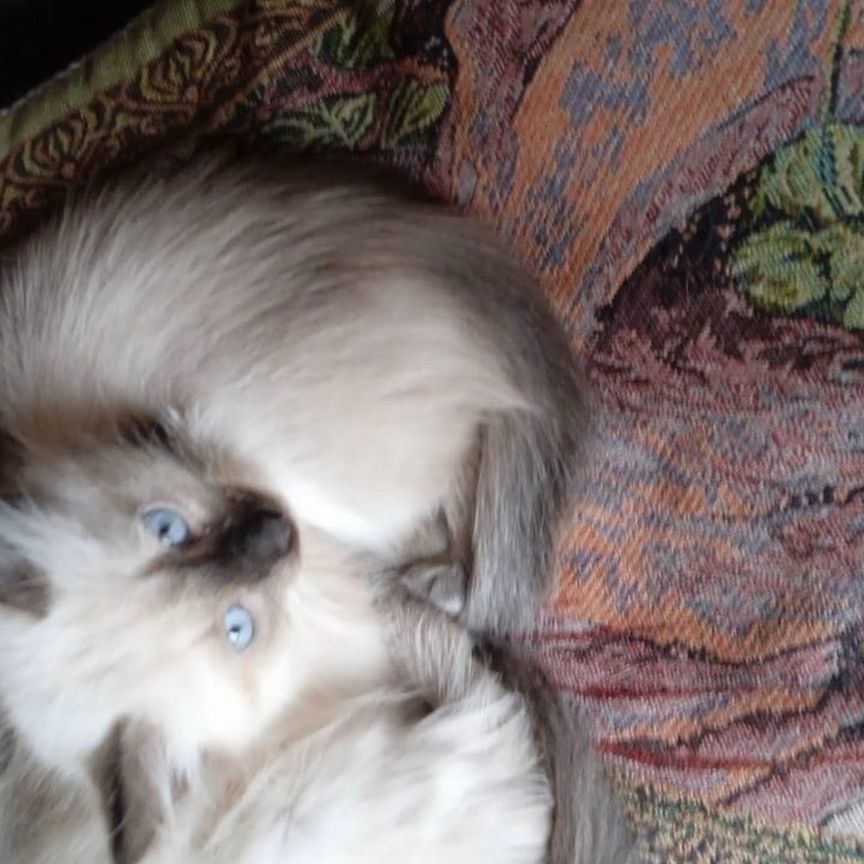 Отдам в добрые руки котят, к лотку приучены, кушаю