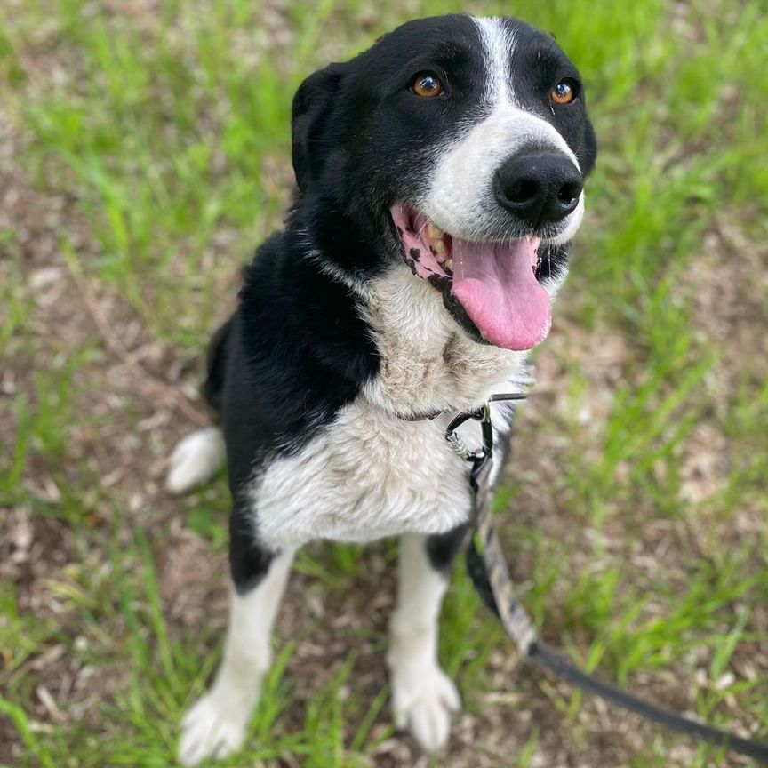 Взрослый пёс в добрые руки