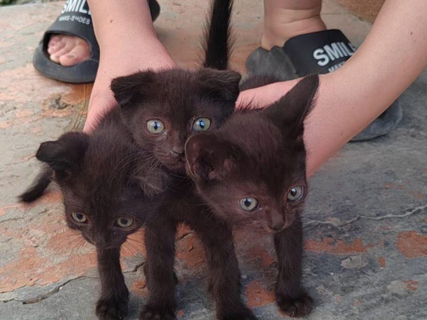 Котята