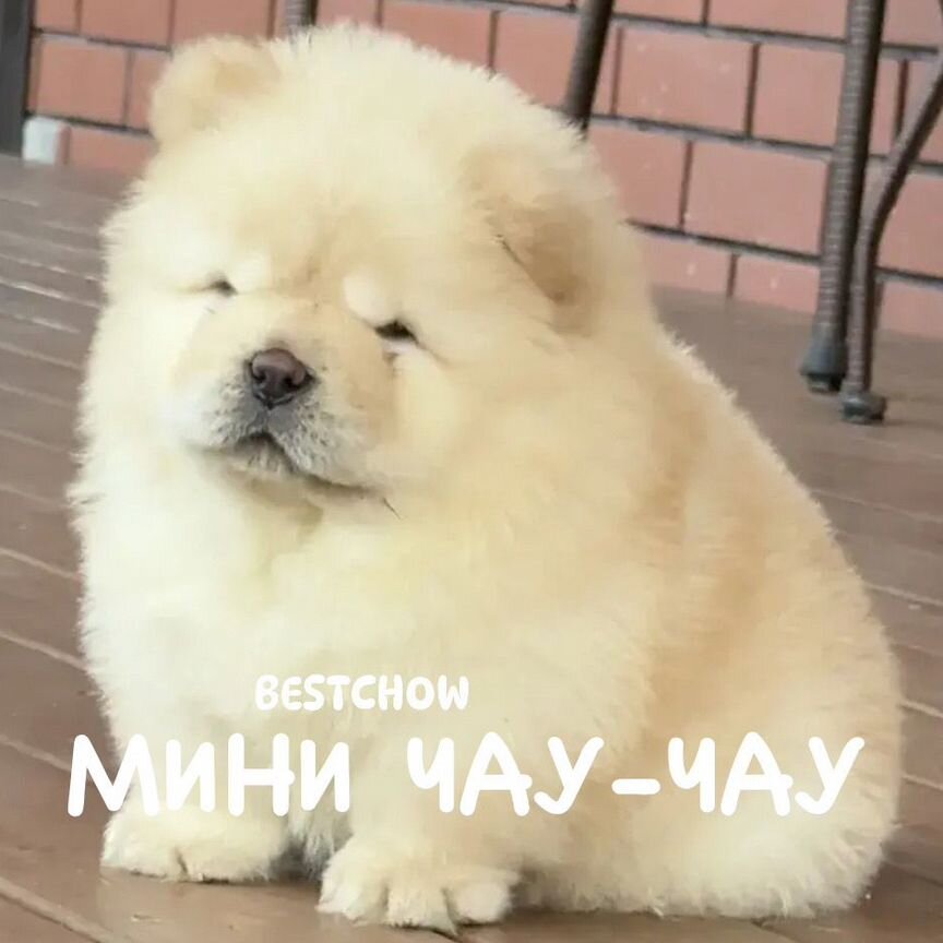 Чау-чау, щенок