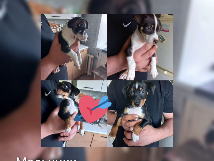 Маленькая собака