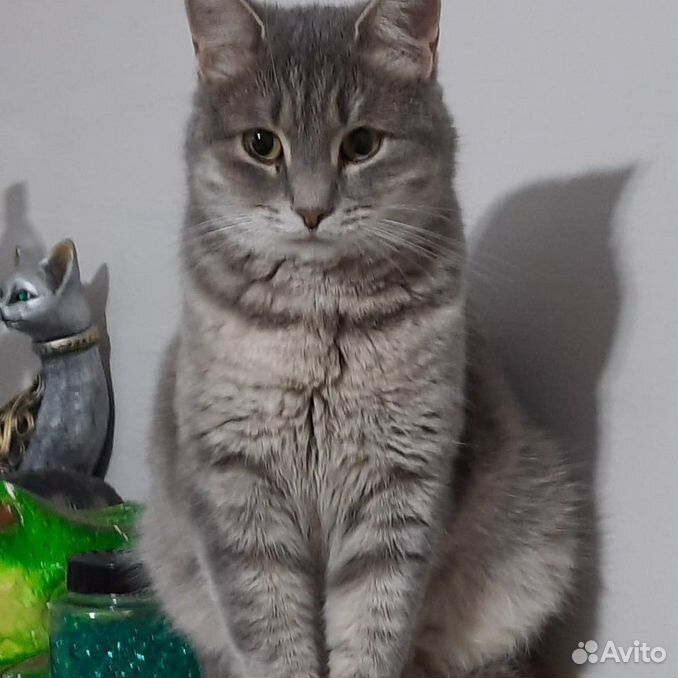 Стерилизованная, привитая Асти ищет дом