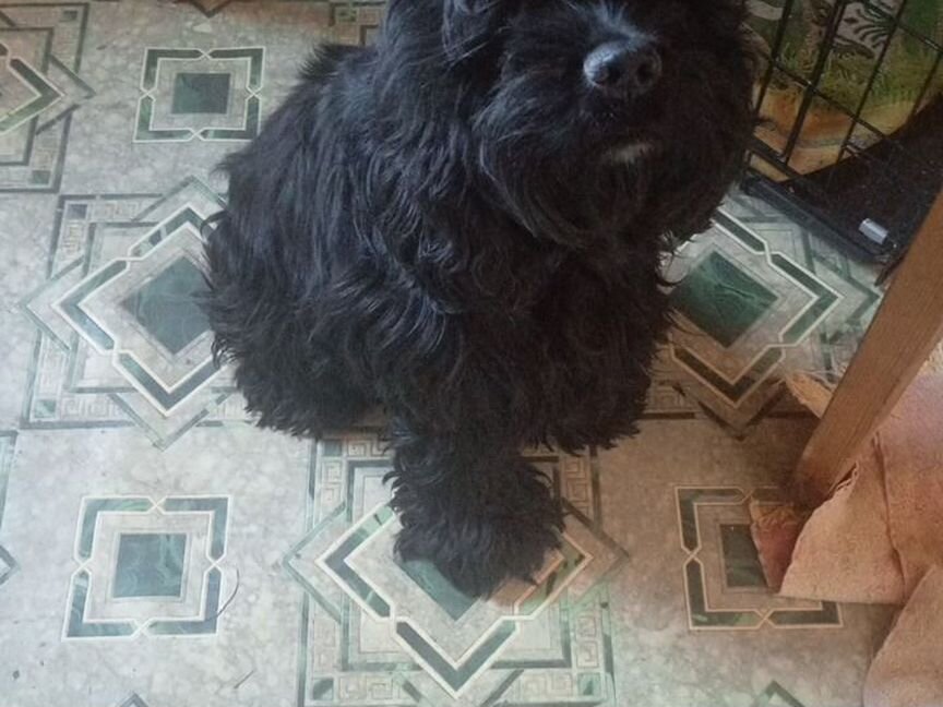 Ранний резерв щенков американского кокер спаниеля