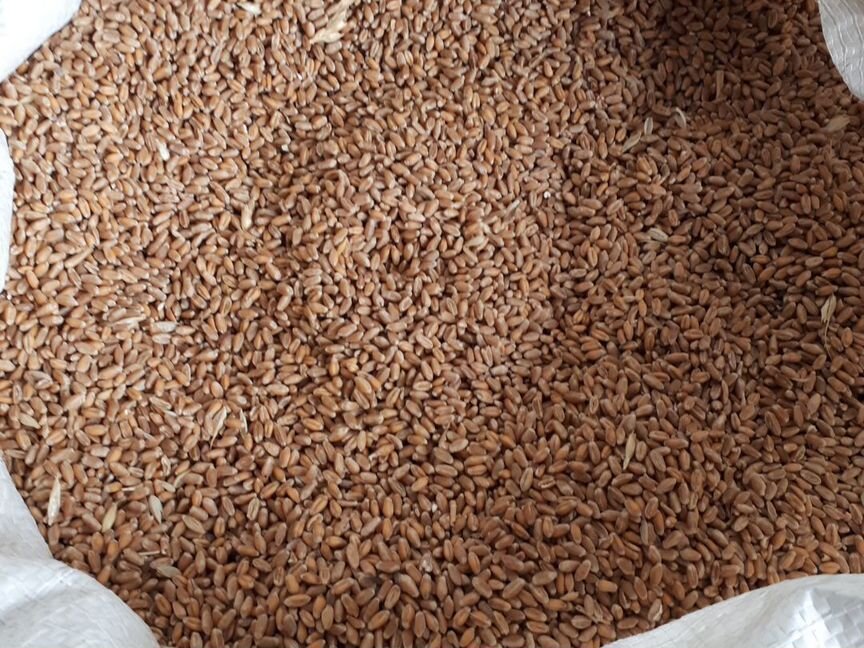 Пшеница, Ячмень, Кукуруза