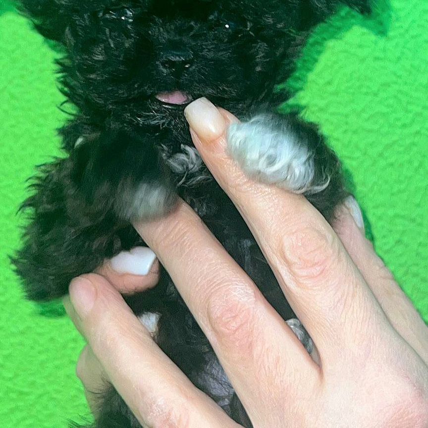 Мальтипу, щенок