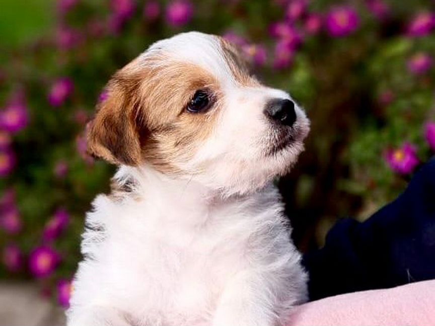 Щенок джек рассел