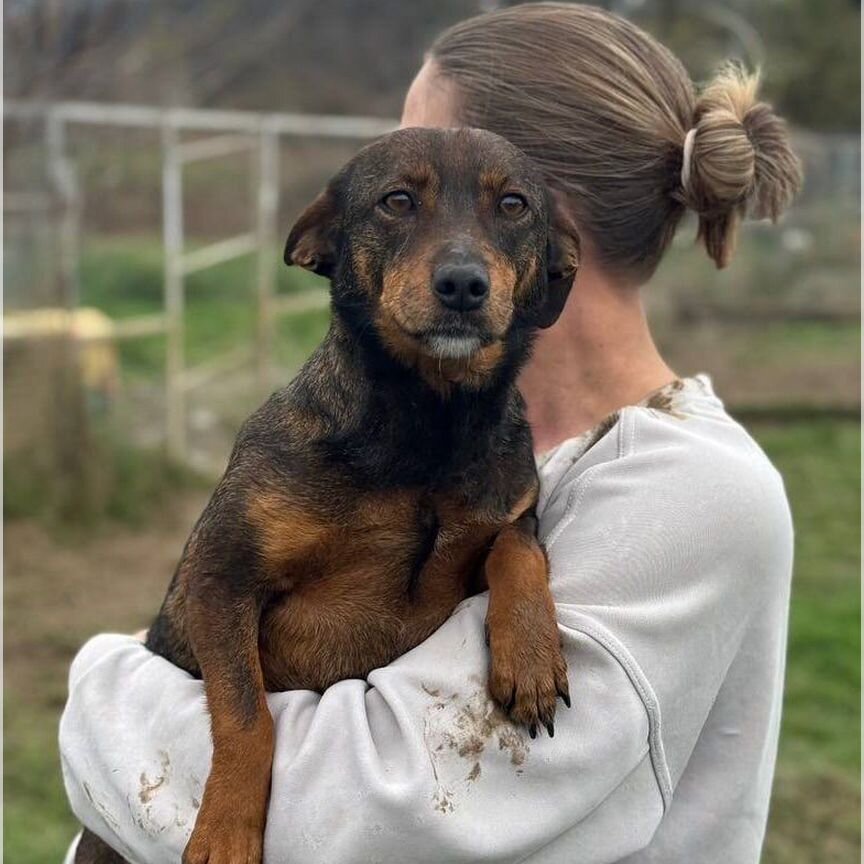 Взрослая собака в добрые руки