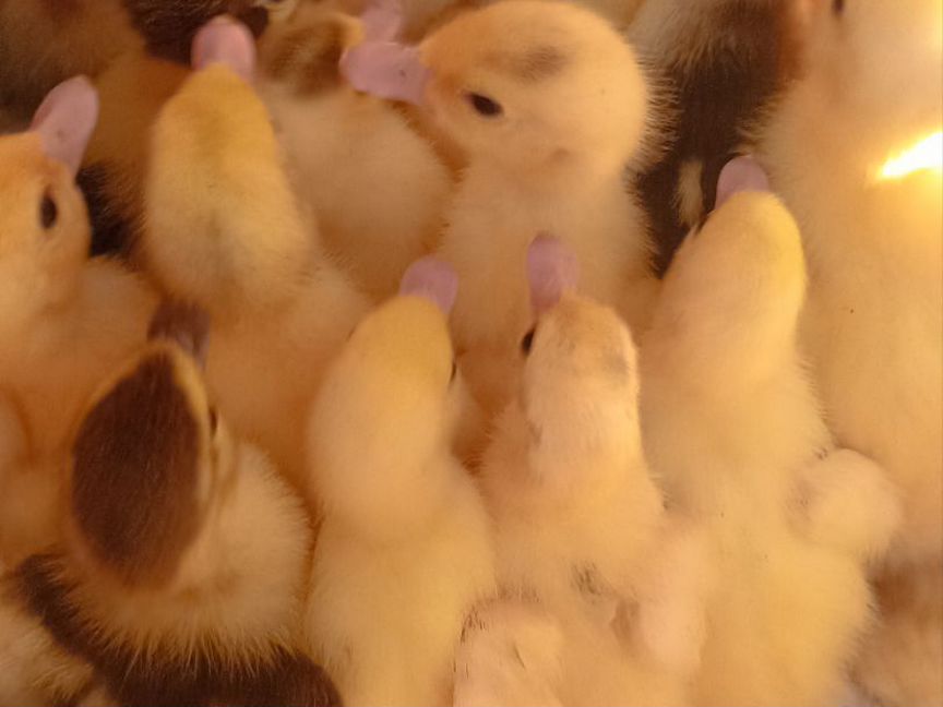 Утята, индоутка, мускусная утка