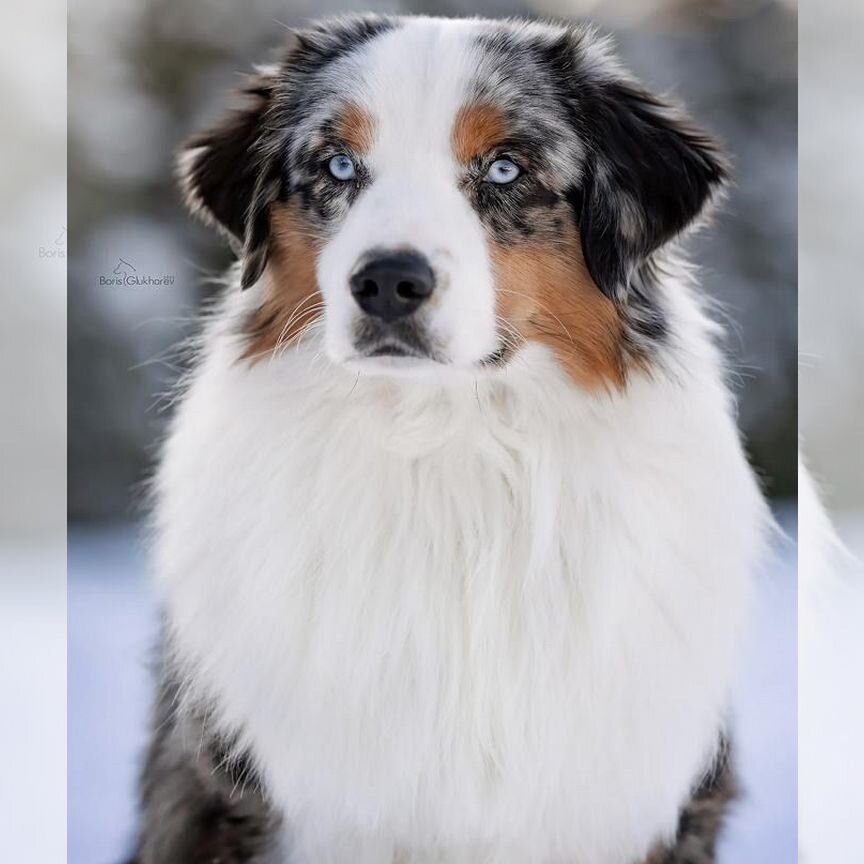 Кобель для вязок миниатюрная американская овчарка