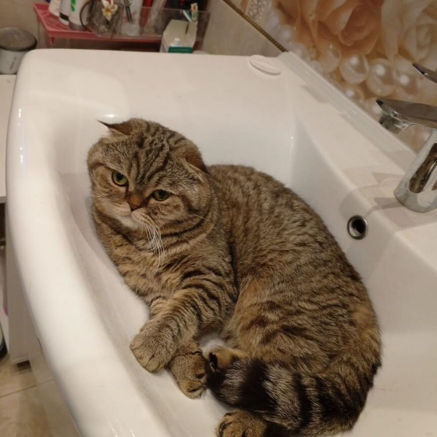 Отдам котика в добрые руки