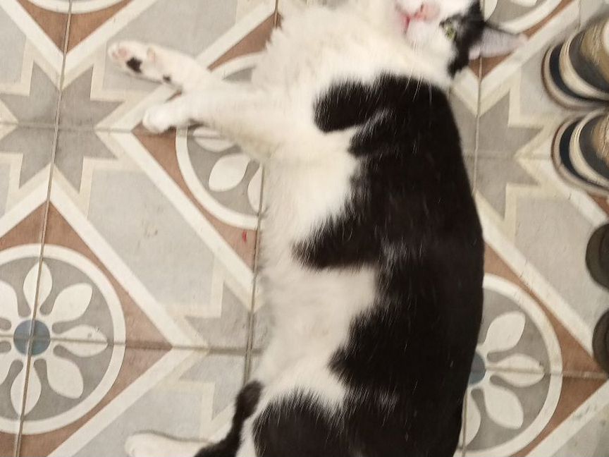 Кот в добрые руки