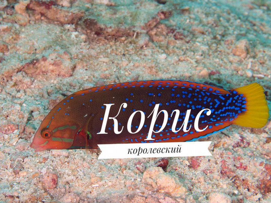 Корис Королевский (морская рыбка в наличии)