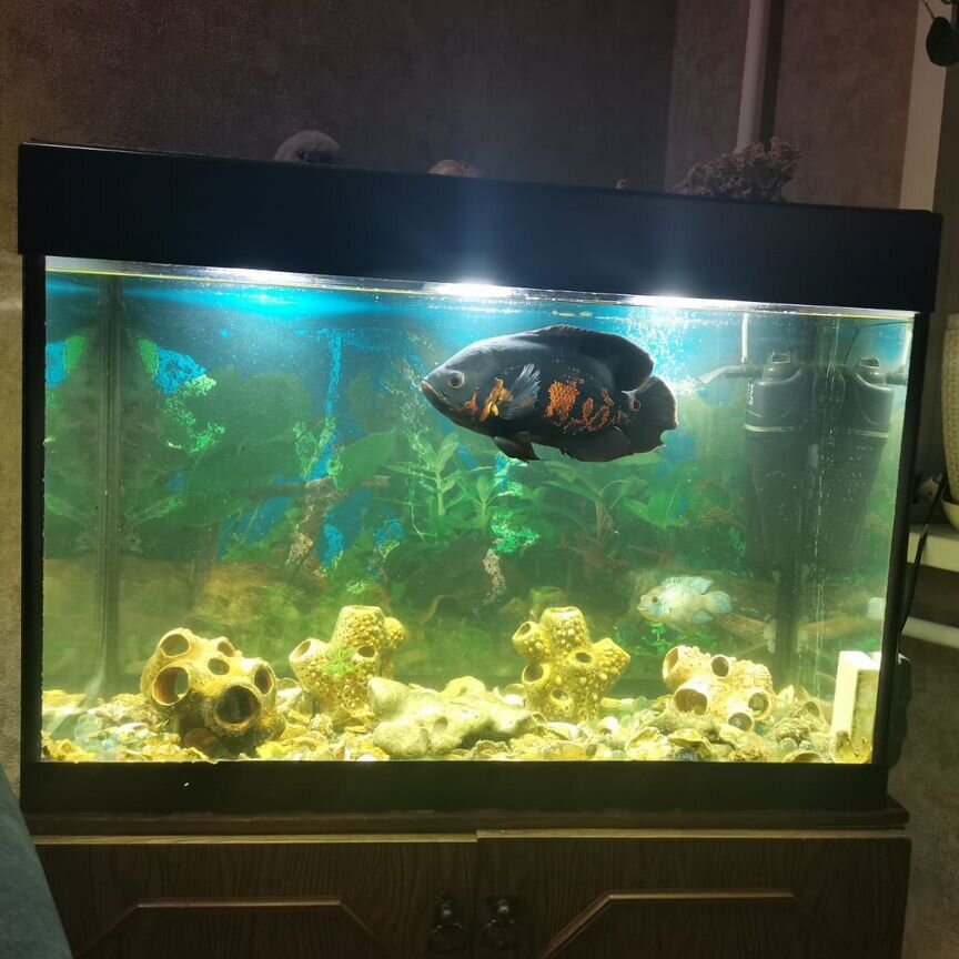 Аквариум с рыбками 140 литров