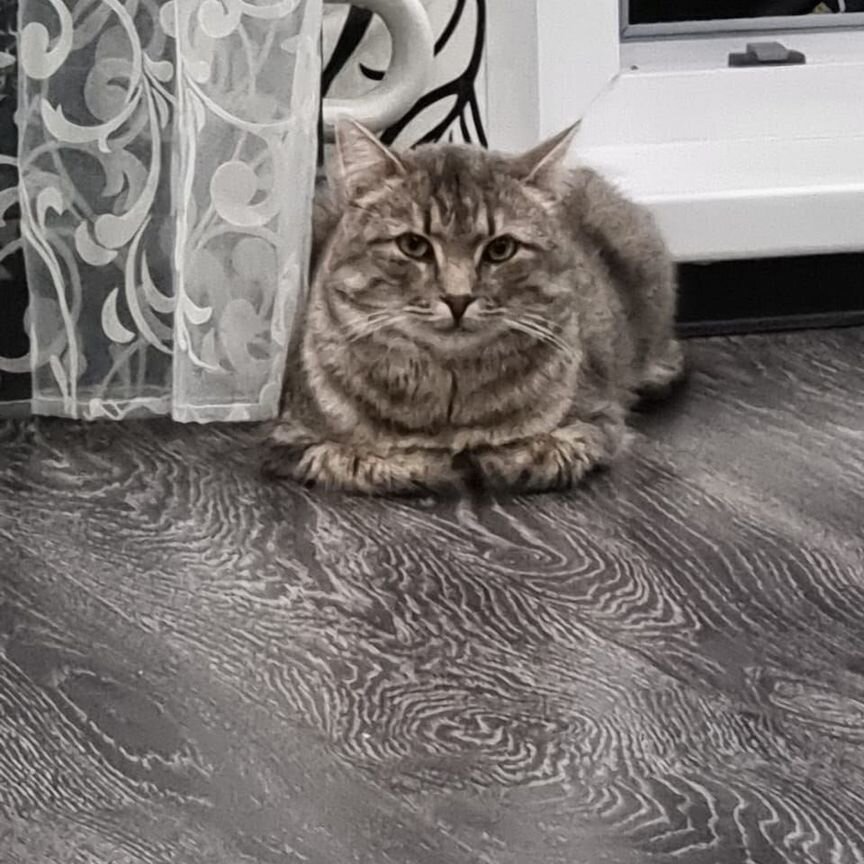 Котик Стёпа в добрые руки
