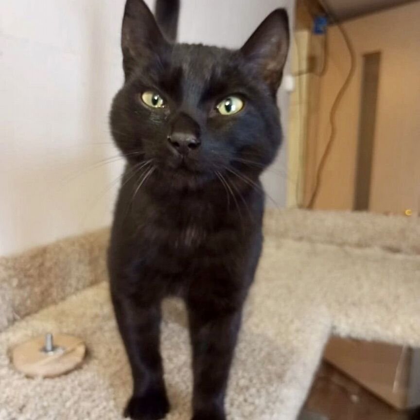 Котик Изюм ищет дом