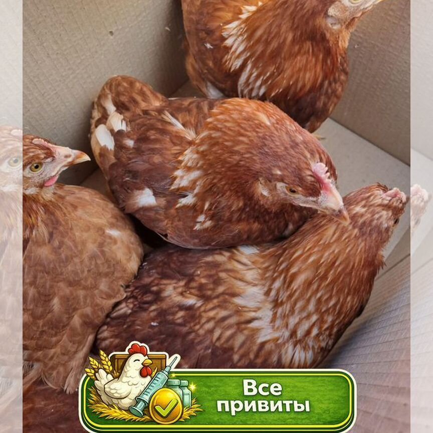 Куры несушки с доставкой