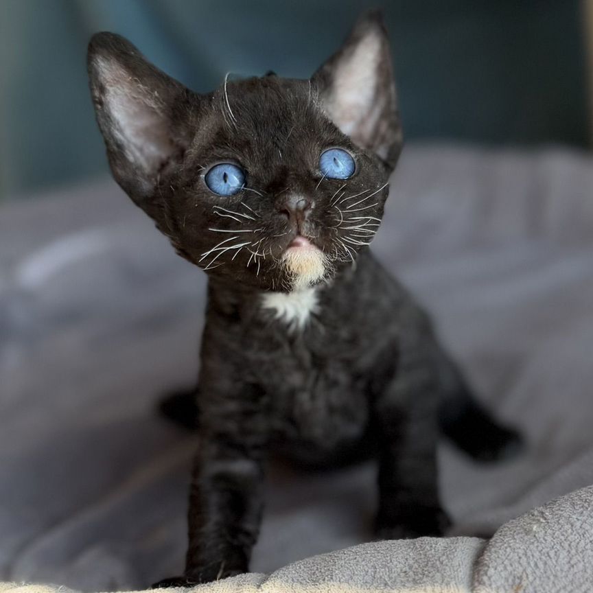 Девон-рекс котёнок