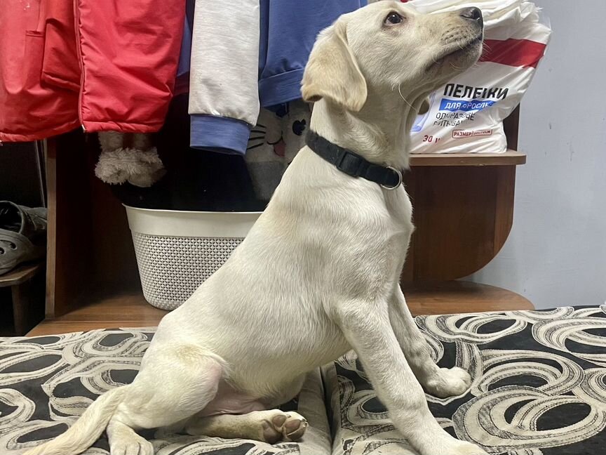 Щенок Лабрадора,мальчик