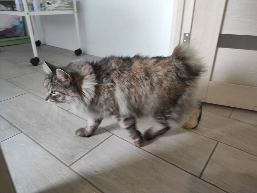 Курильский Бобтейл в добрые руки