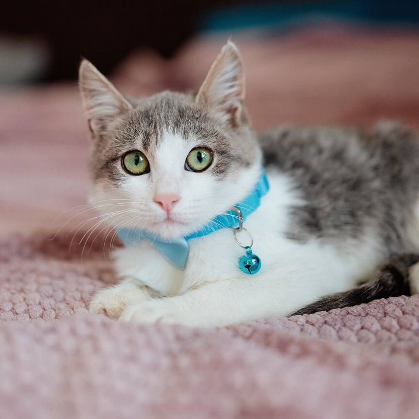 Игривый активный котенок Дейл в дар