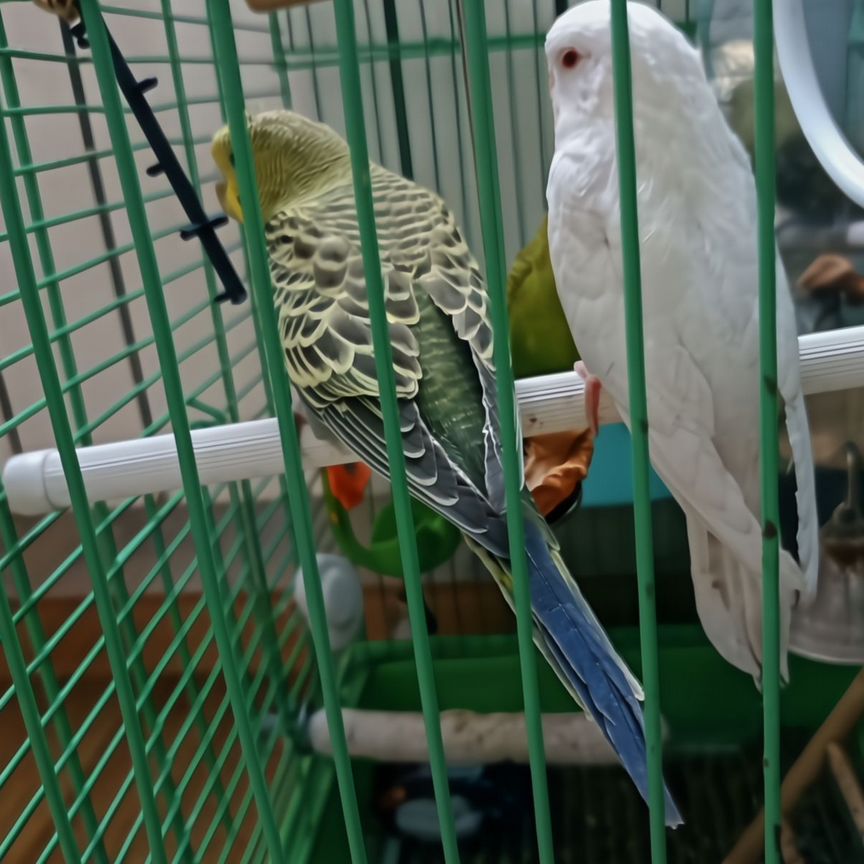 Птенцы волнистый попугай девочка бронь до 19 ч