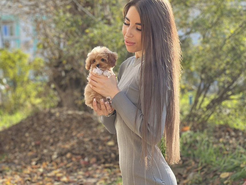Мальтипу f1 mini maltipoo