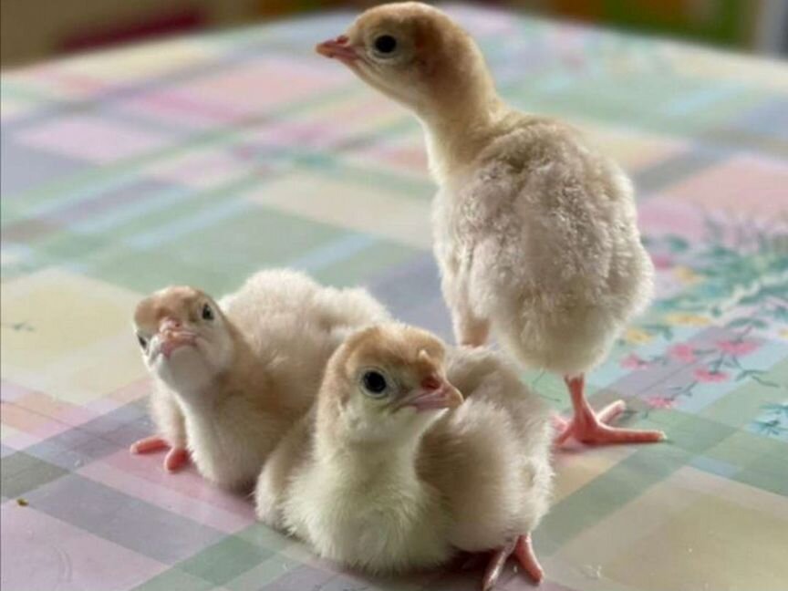 Индюшата Хайбрид Конвертер, Бройлера