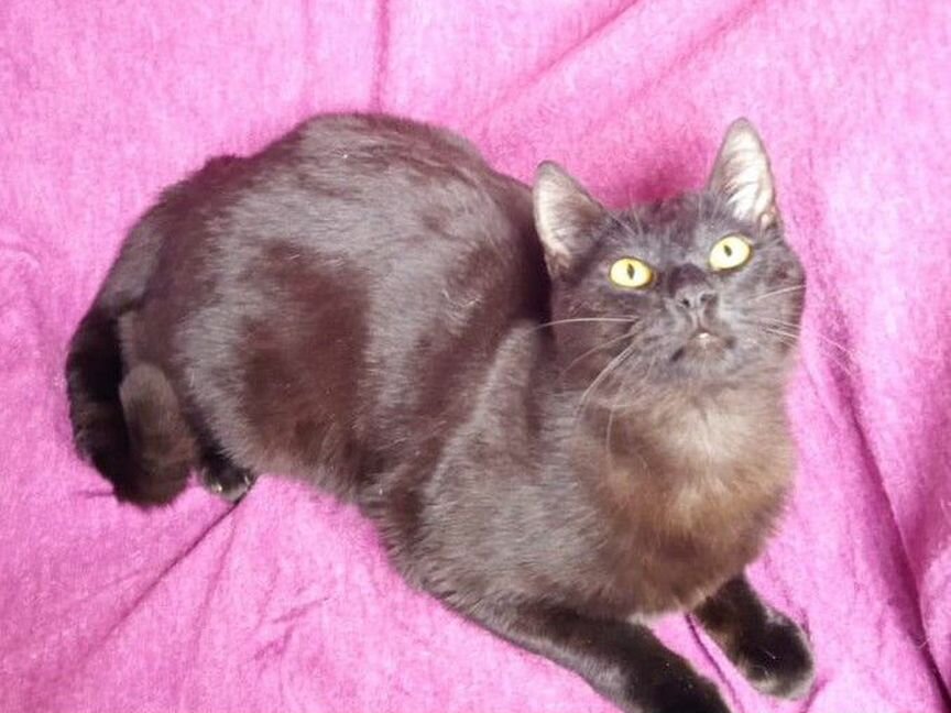 Черныш мальчик ищет семью