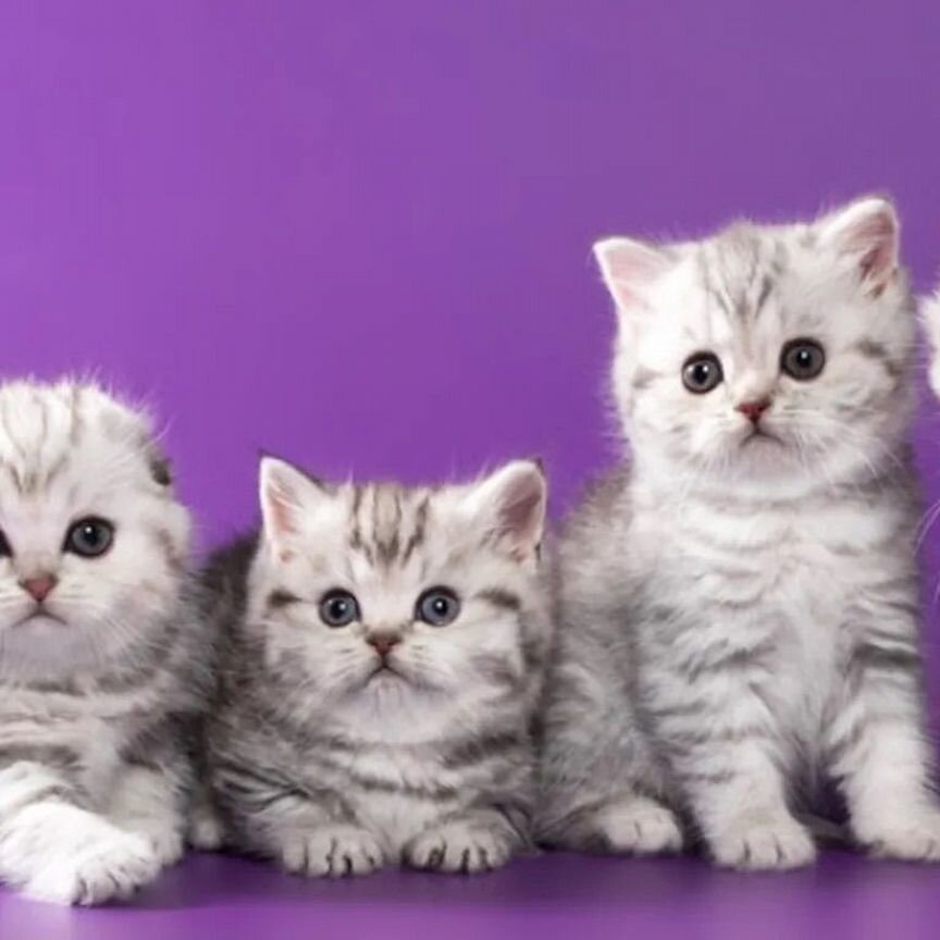 Шотландские котята