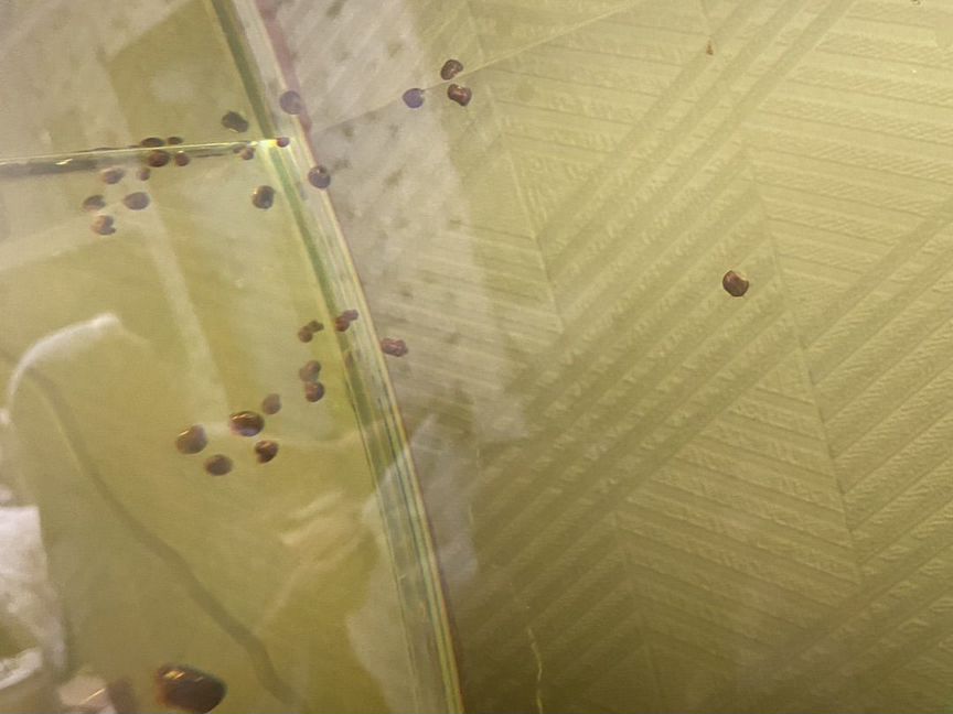 Улитки на корм