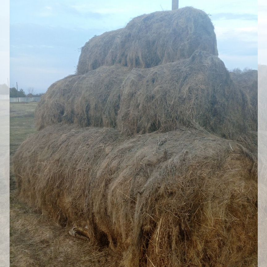 Продам сено в рулонах