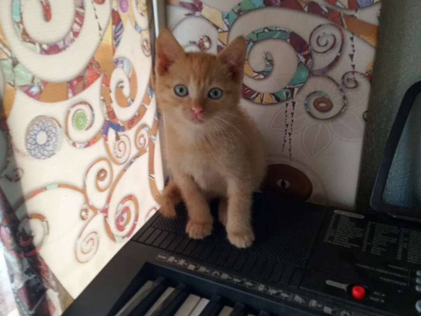 Котик солнечный