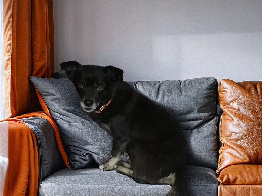 Мелкая собака в добрые руки бесплатно