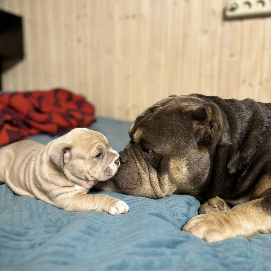 Американский булли девочка