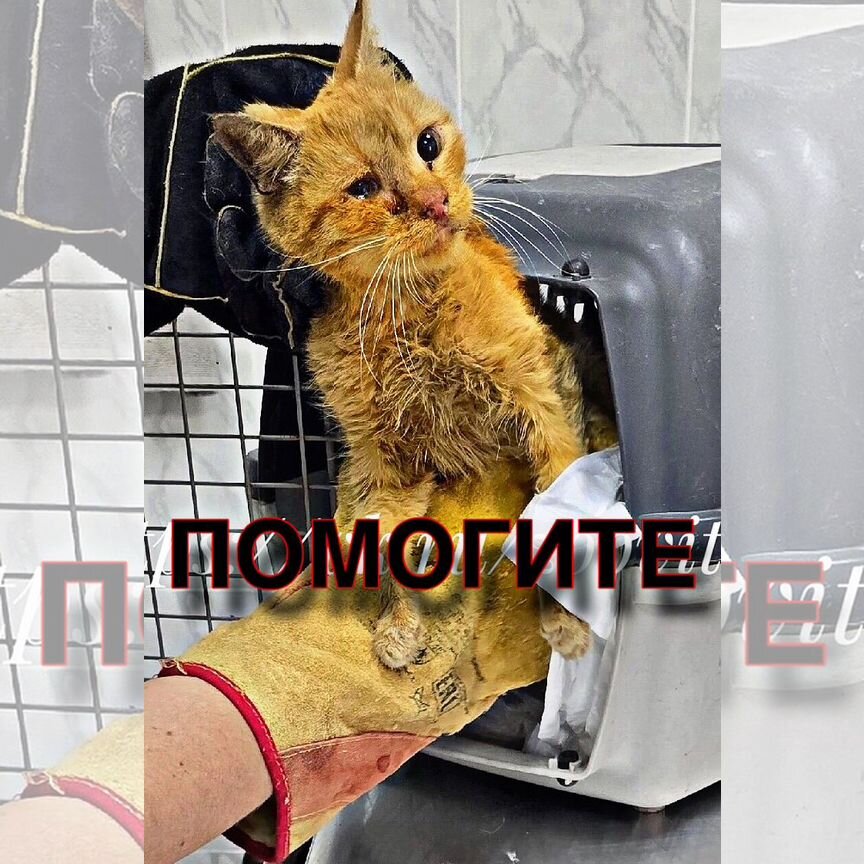 Взрослая, кошка в добрые руки