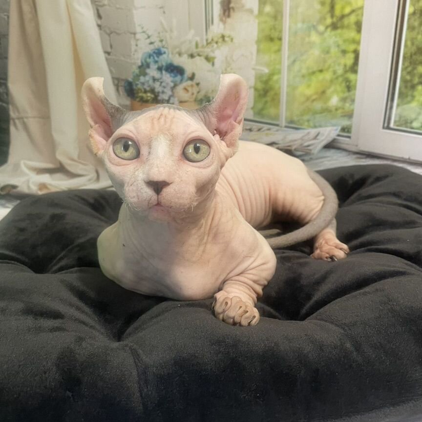 Канадский сфинкс котенок, двельф