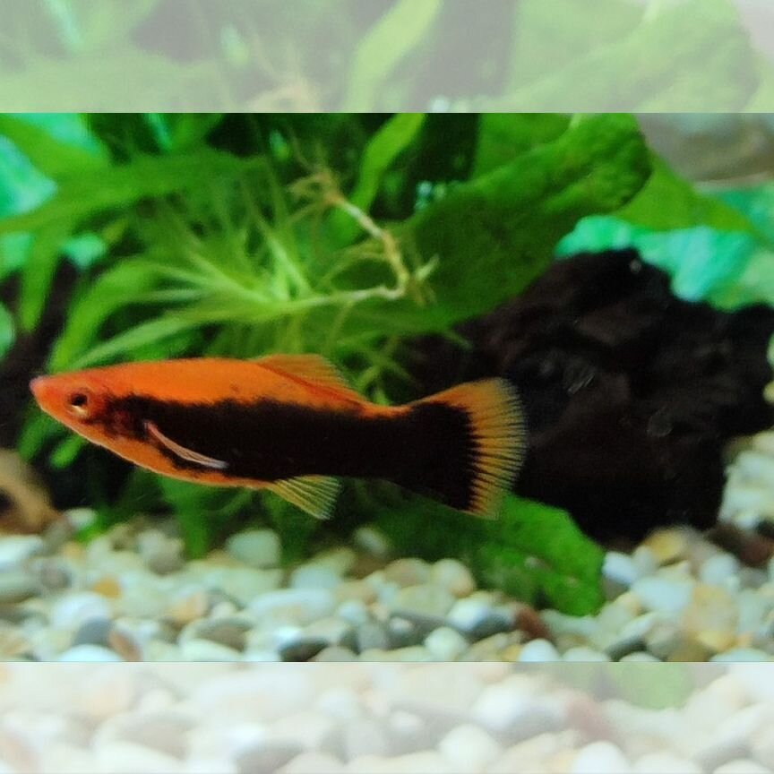 Меченосцы, гуппи, улитки-покемоны