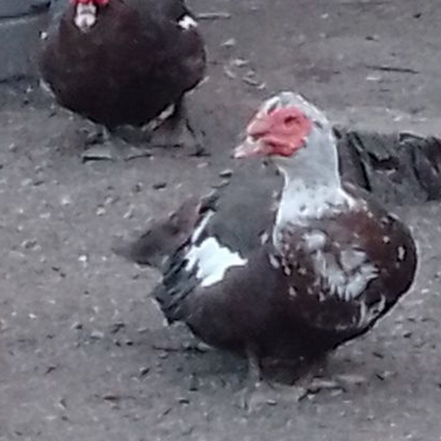 Мускусные утки