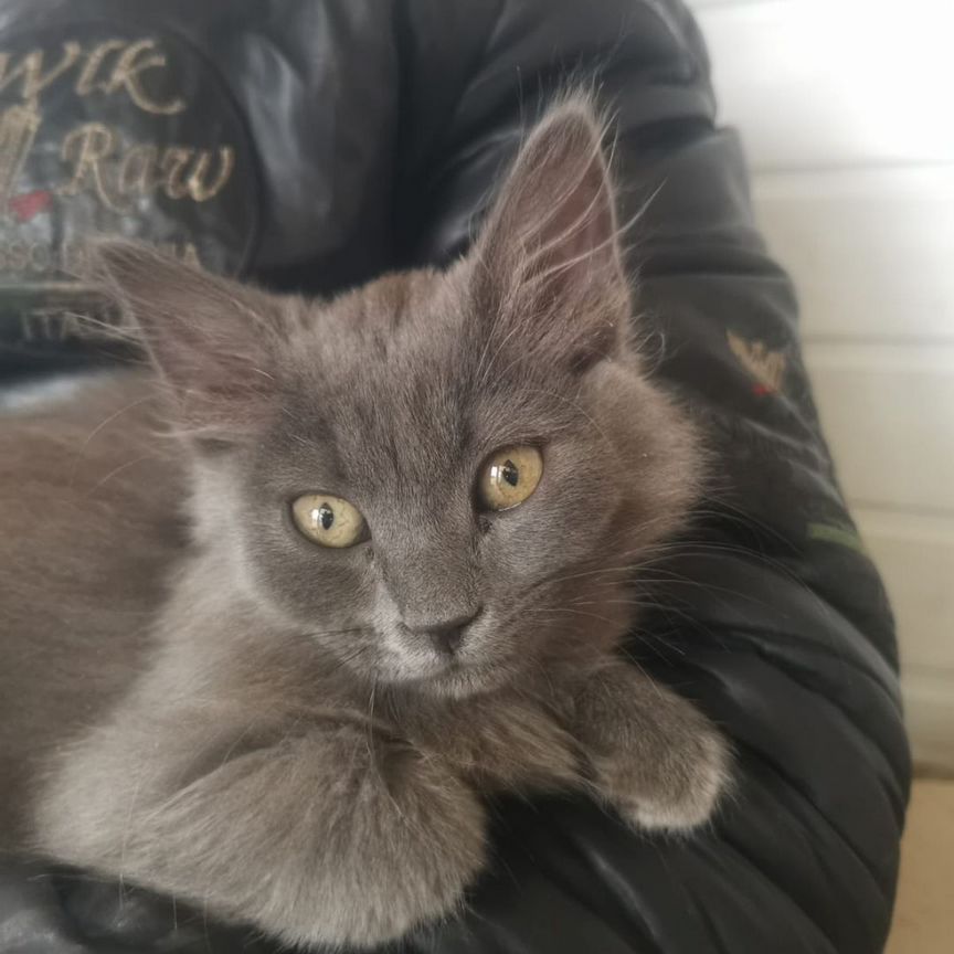 Котенок на рынке