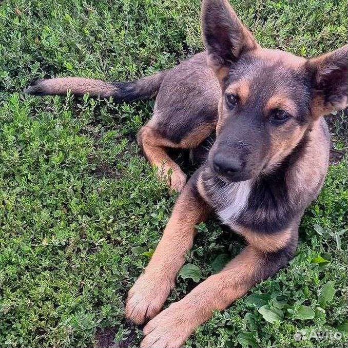 Щенок европейской овчарки, девочка, 3 месяца