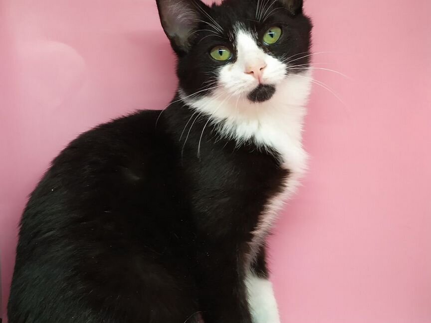 Очень нарядный Маркиз в хорошие руки