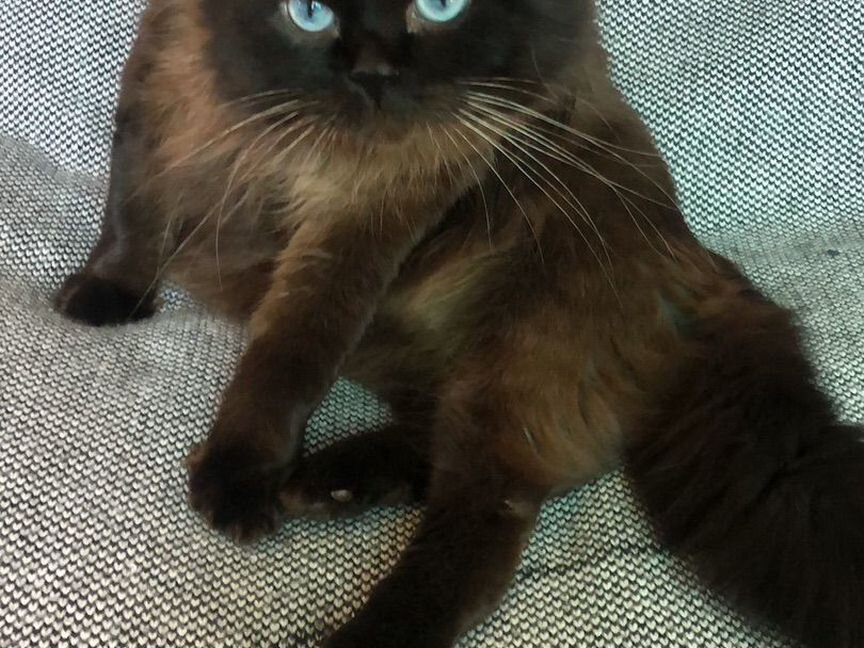 Котик ищет невесту