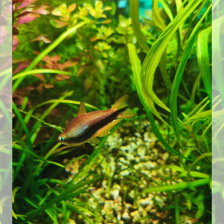 Королевская Тетра,пальмери