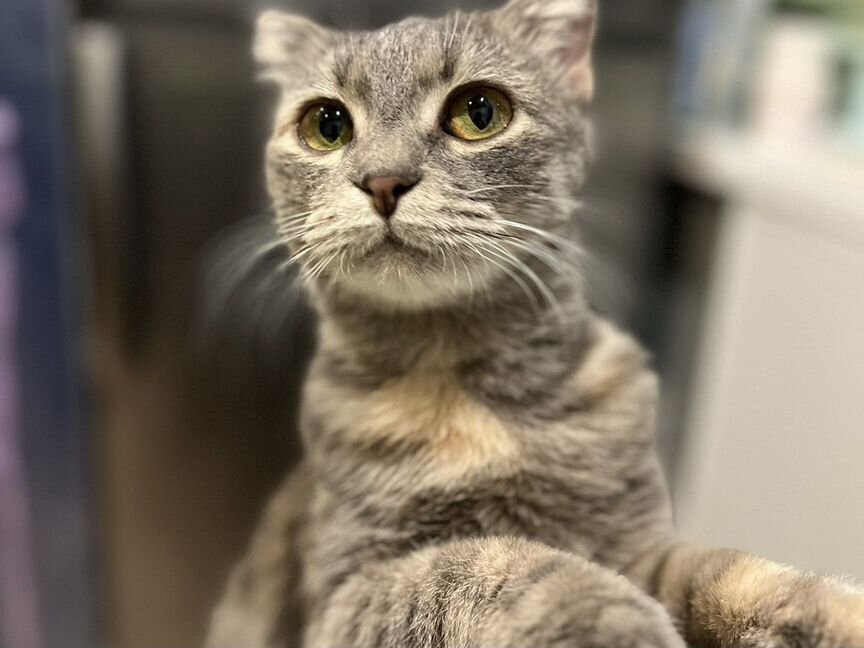 Кошка в добрые ручки