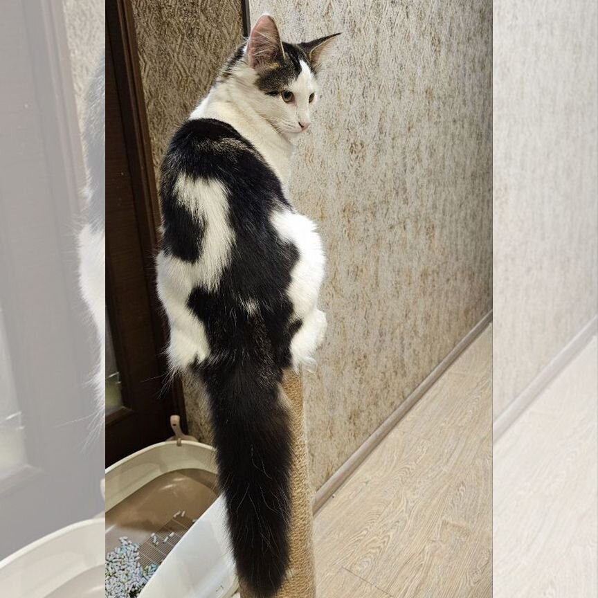 Норвежский лесной котенок