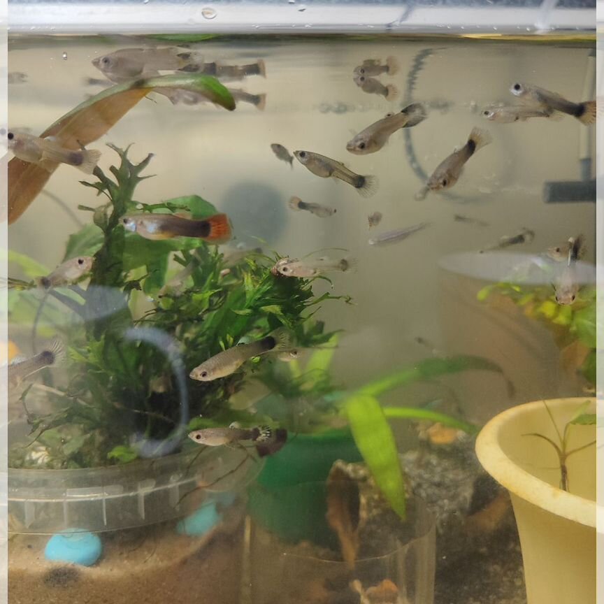 Рыбки гуппи