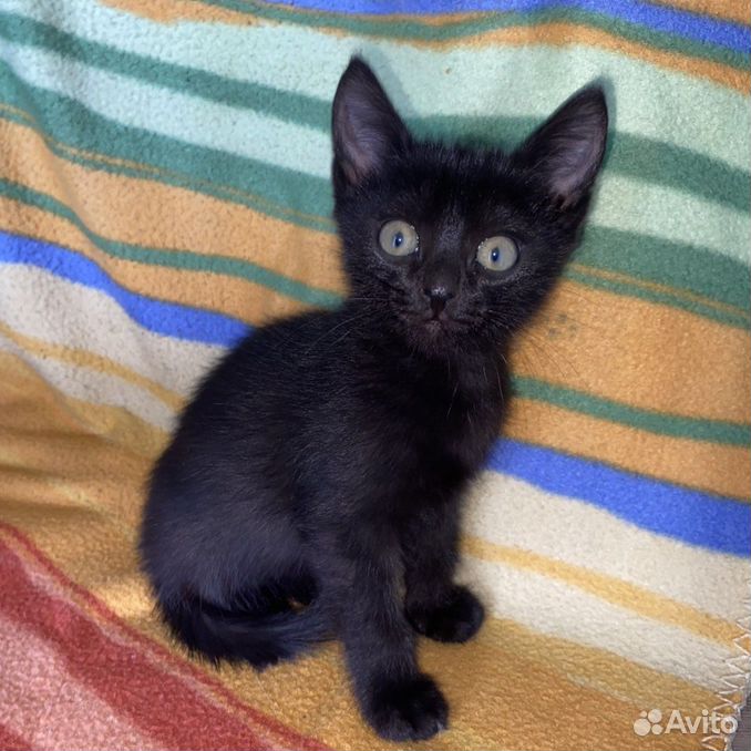 Маленькая багира цвета black